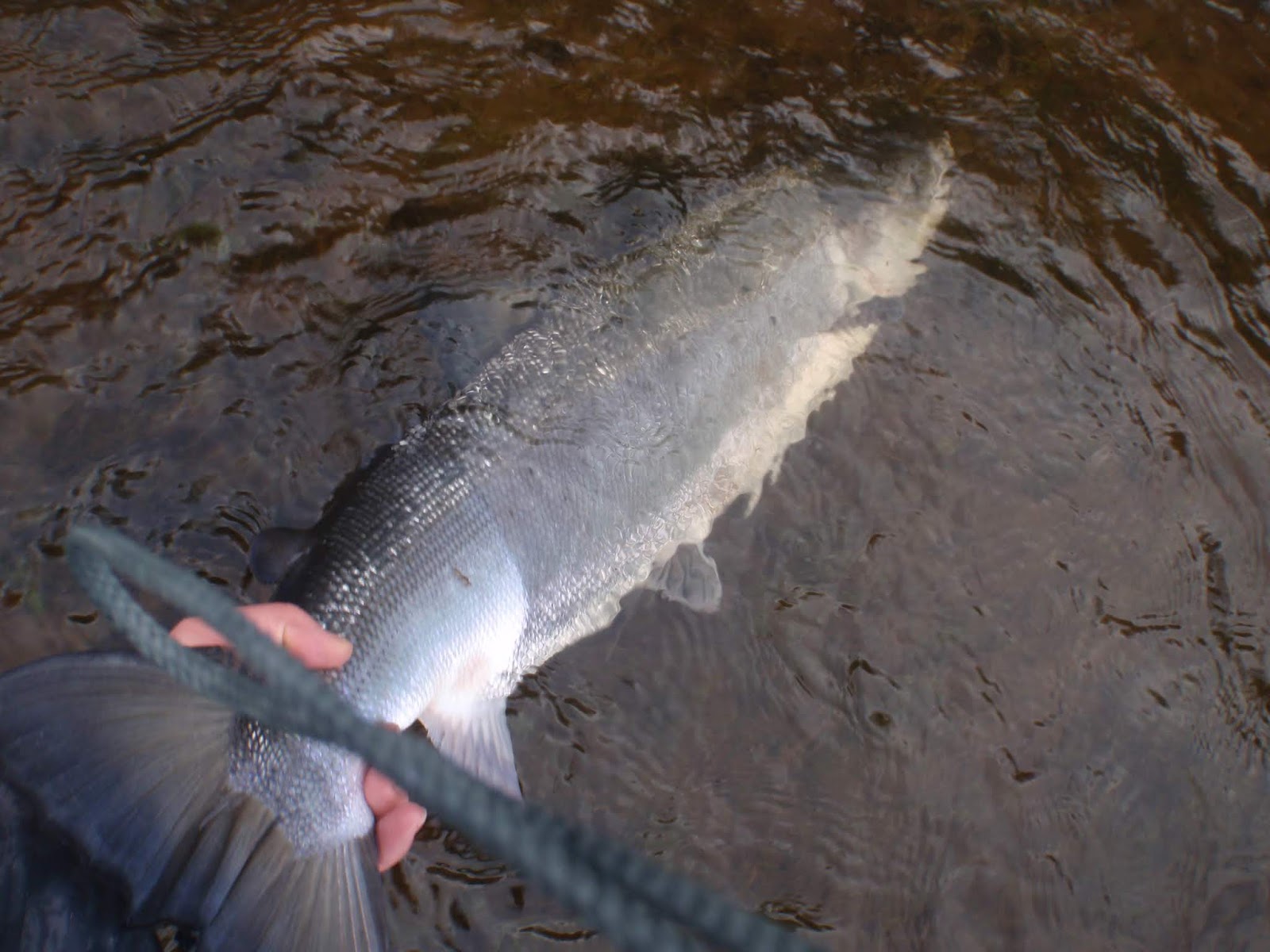 Salmon Fishing Scotland.: Salmon Fishing Scotland Spring Salmon Fly ...