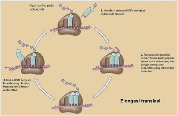 TRY OUT SUBSTANSI GENETIK - Biology Page
