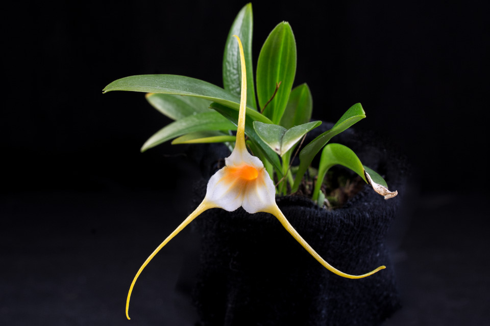 Masdevallia ampullacea care and culture | Travaldo's blog