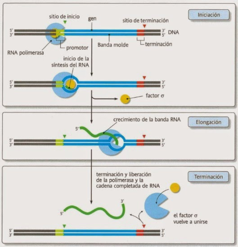 TRANSCRIPCIÓN Y TRADUCCIÓN