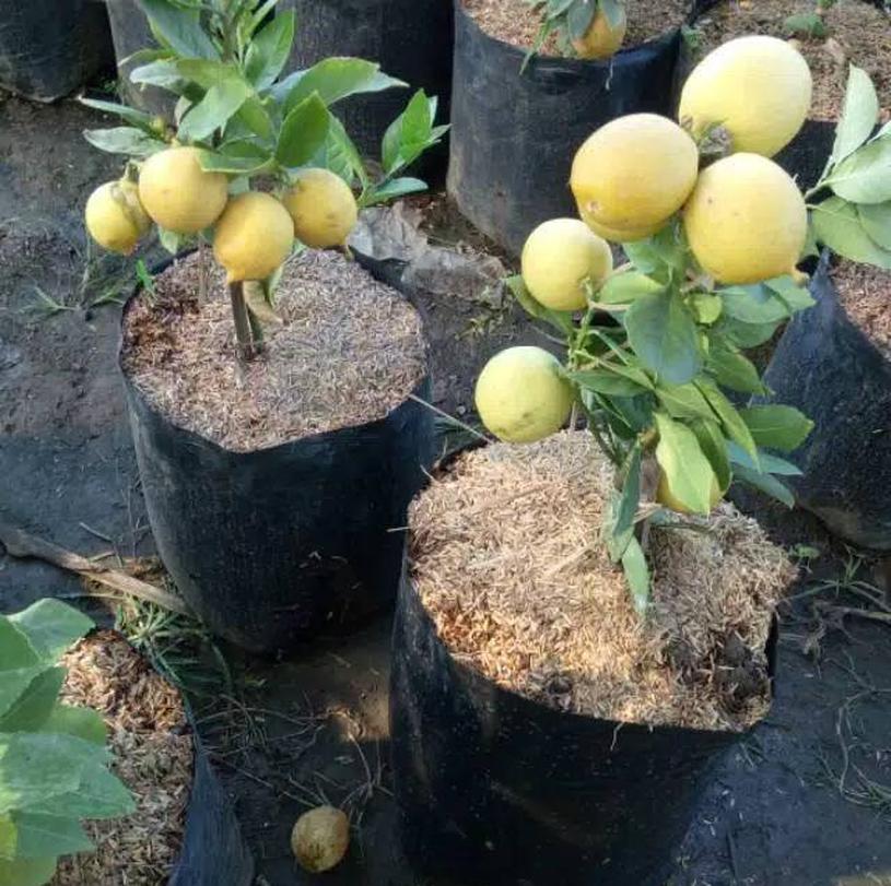 Tukang Bibit Jeruk Lemon Berbuah Jawa Timur - asquaretechnology