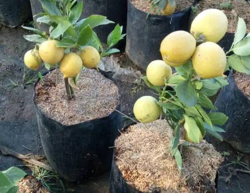 Tukang Bibit Jeruk Lemon Berbuah Jawa Timur - asquaretechnology