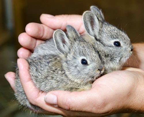 pygmy rabbit | Fun Animals Wiki, Videos, Pictures, Stories
