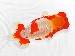 HIGH RANCHU: THE RULES OF JUDGING