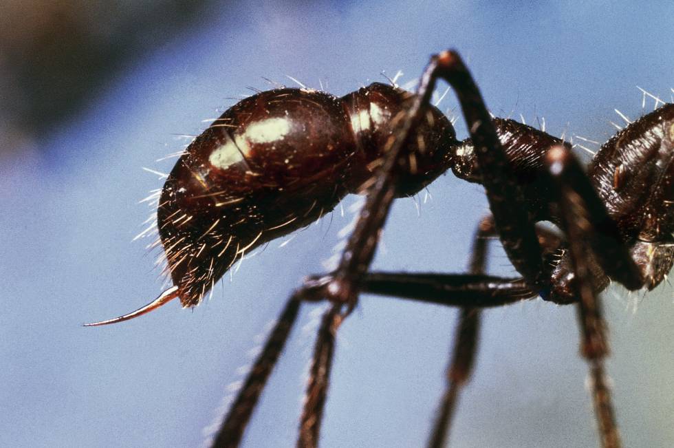 APRENDIENDO DESDE CASA: EL CUERPO DE LA HORMIGA