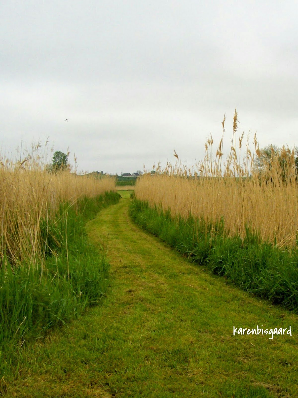 Karen`s Nature Photography: Path Through Rural Landscape.