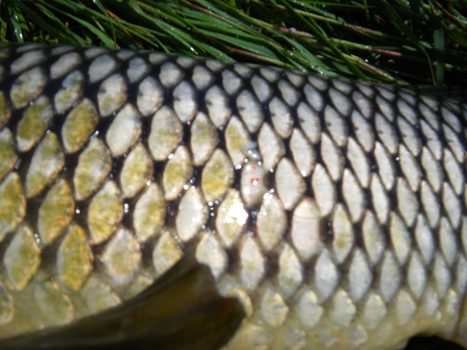 Got Backing? (Formerly Known as Mr. P.'s Blog): Carp Parts--Scales