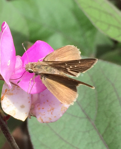 Dances With Ants - The Adventures of a Suburban Naturalist