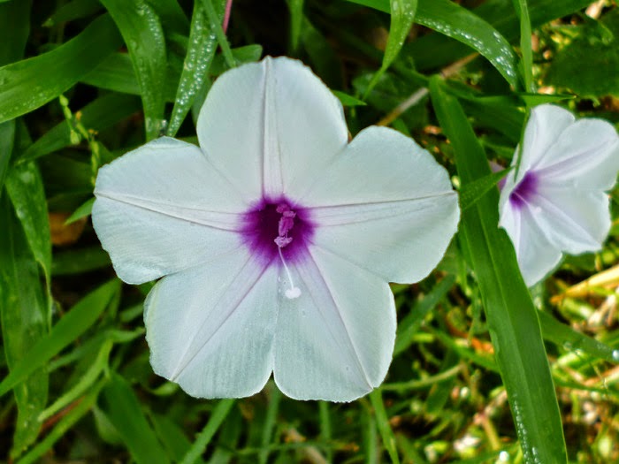 Purple Heart Glory - Nil Thal Kola | SL Flora