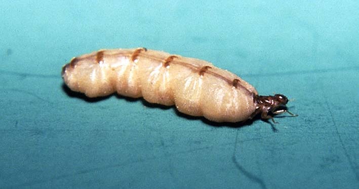 SABER CURIOSIDADES: 15 CURIOSIDADES SOBRE UM DA MAIORES PRAGAS URBANAS ... SABER CURIOSIDADES: 15 CURIOSIDADES SOBRE UM DA MAIORES PRAGAS URBANAS ...