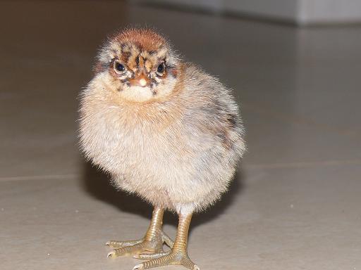 Incubator vs. broody hens: our experience | Domestic Felicity | Bloglovin’