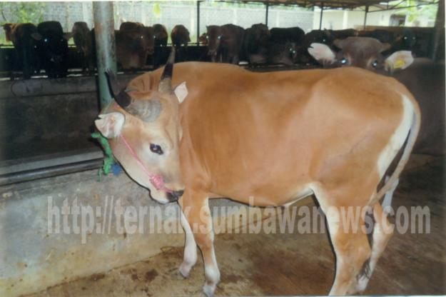 gambar sapi sumbawa ~ iiqinspirasi