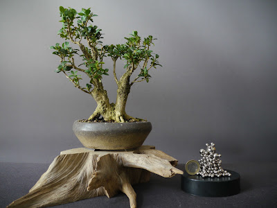 Bonsai das schönste Hobby der Welt: BUXUS SEMPERVIRENS - UPDATE ...