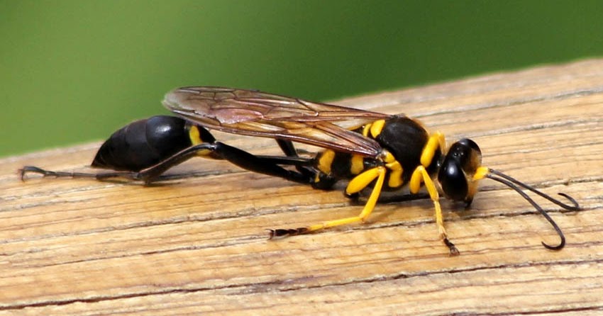 Insetologia - Identificação de insetos: Vespa Scelphron em São Paulo