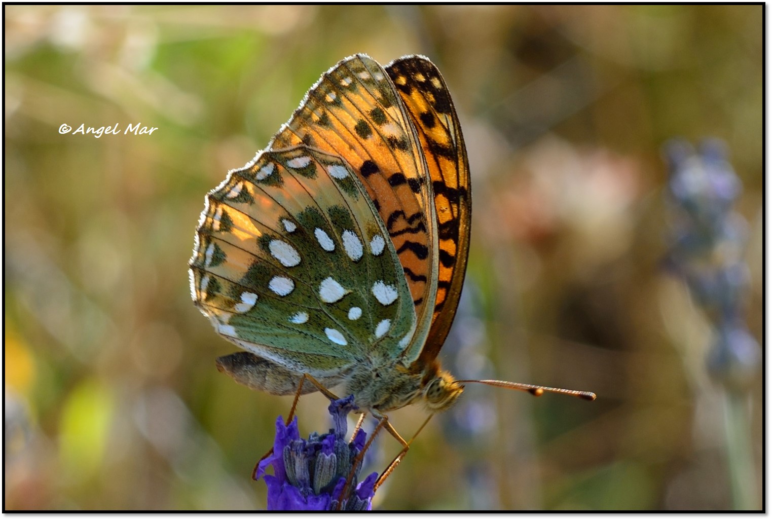 Butterflies and Dragonflies: Argynnis aglaja - (Speyeria aglaja ...