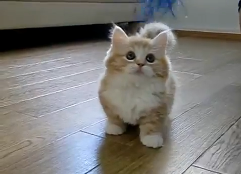 Catsparella: Stubular Kitten Breaks Cuteness Barrier in 26 Second Video