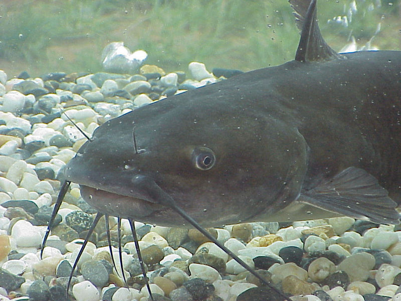 Micah brews. Calily cooks.: Catfish: More than just a bottom dweller