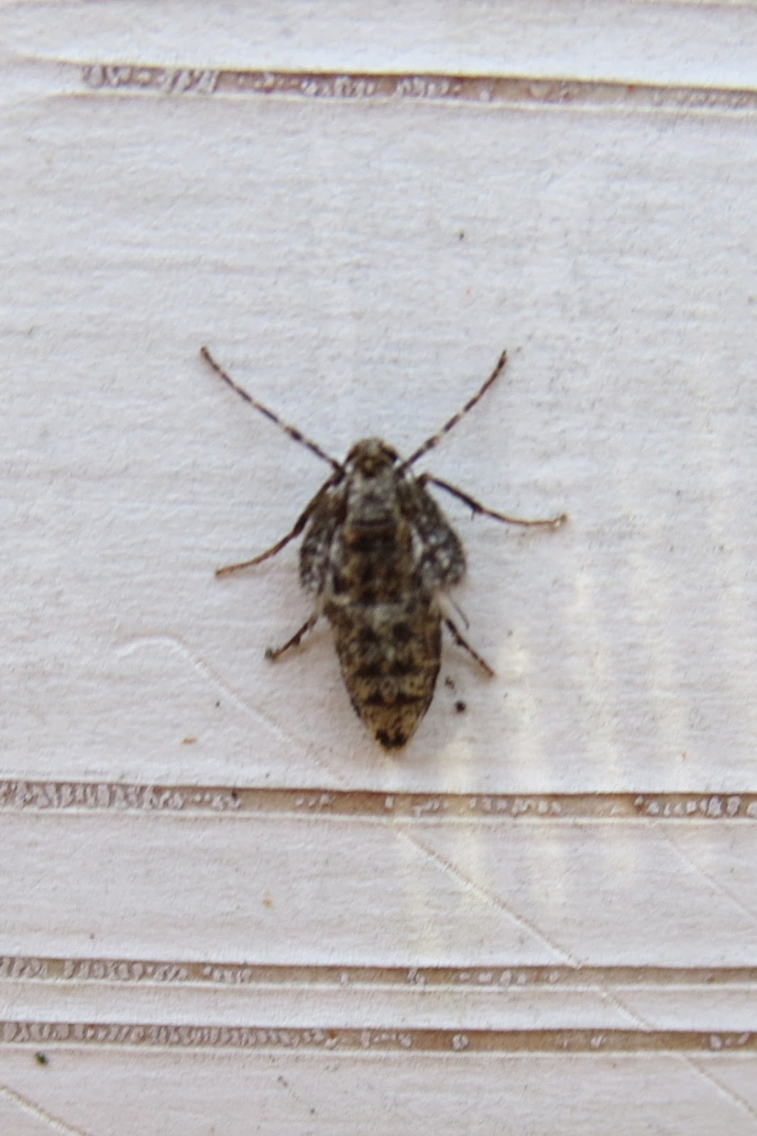 Maynard Life Outdoors and Hidden History of Maynard: May 2016