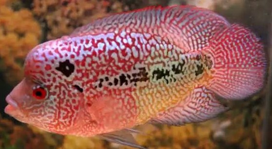 Ciri Khas Louhan Cencu