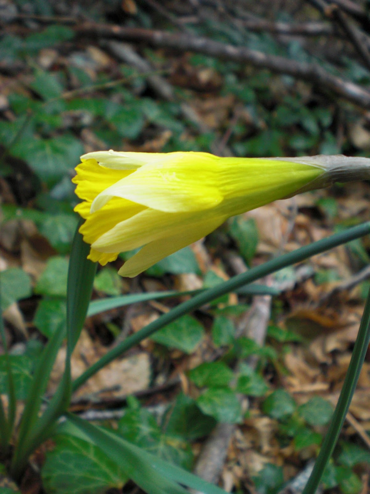 Perfumes y luces de Extremadura: Narciso, Narcissus Pseudonarcissus.