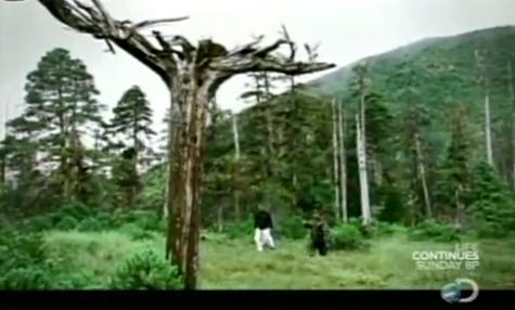 TIL: Upside-down trees? : r/bigfoot