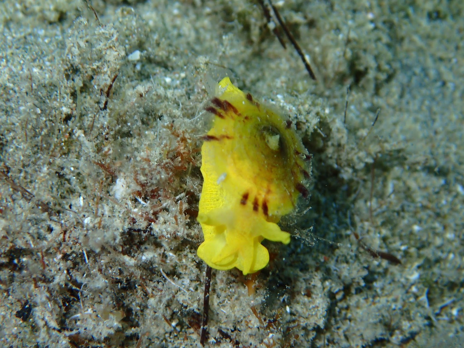 Biodiversity of Cyprus by NGO Protection of the Natural Heritage and ...