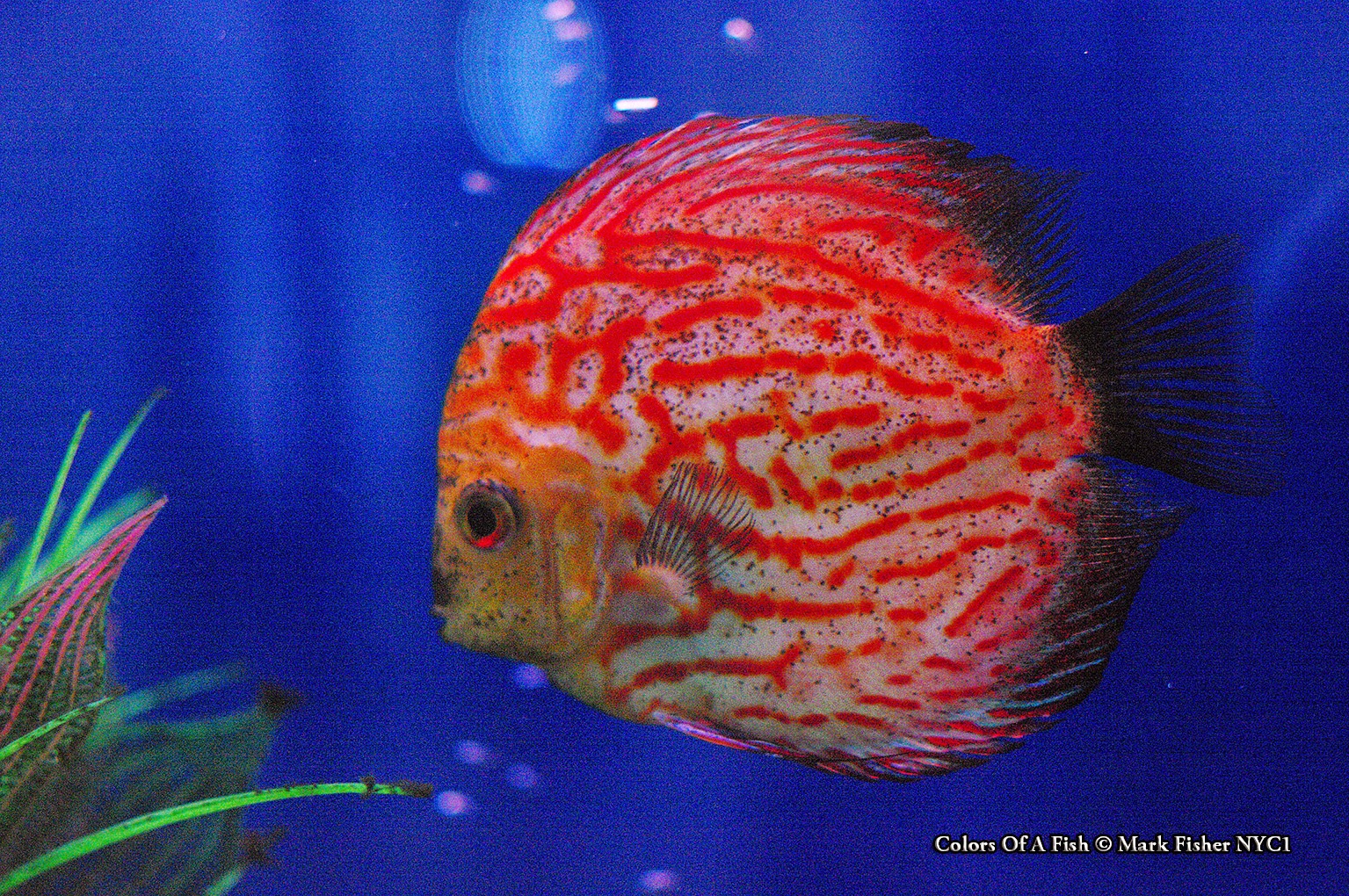 Mark Fisher American Photographer™: Colors Of A Fish • American ...