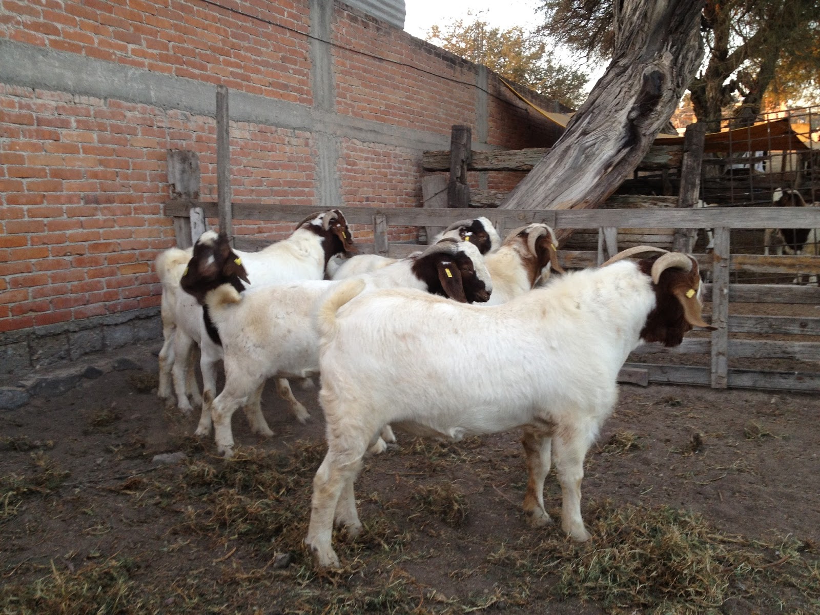 Sementales de raza Boer - chivos y cabras