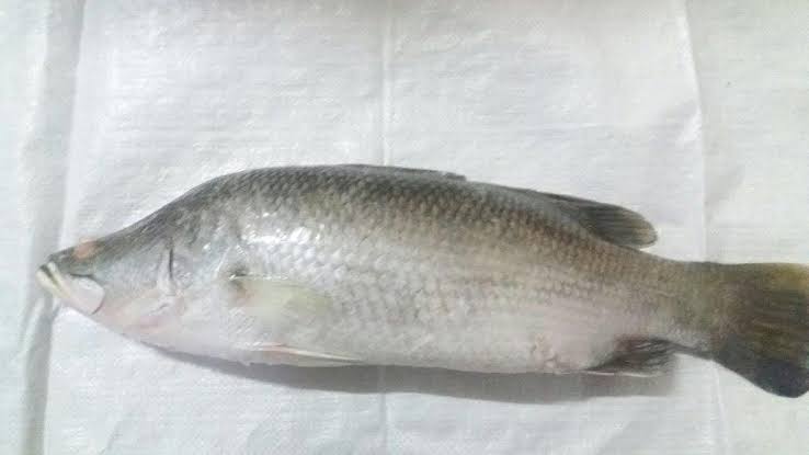 Code Samples: My Favorite Sea Foods Tuna Coral Rupchada FlyingFish Crab ...