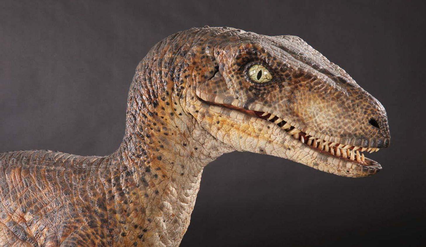 Terra dei Dinosauri: Velociraptor