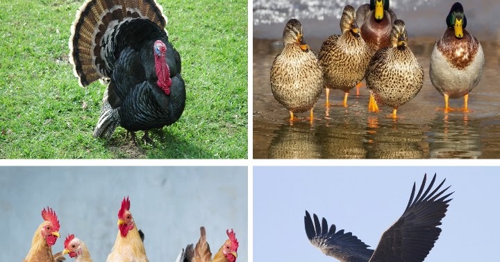 Tagalog Bird Names: A Guide for Language Learners