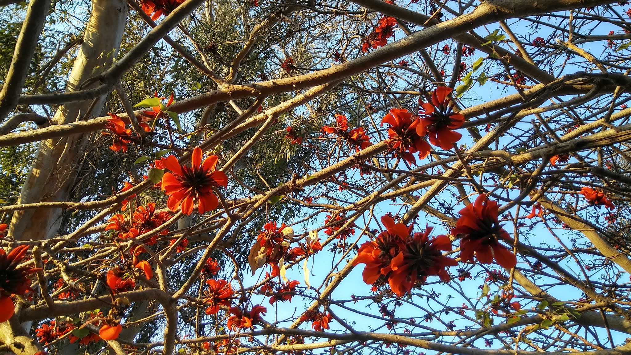 INBUILT LANDSCAPE: The Coast Coral Tree