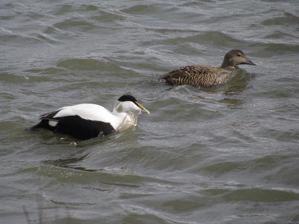 Breiðholt: Bird pond birds.
