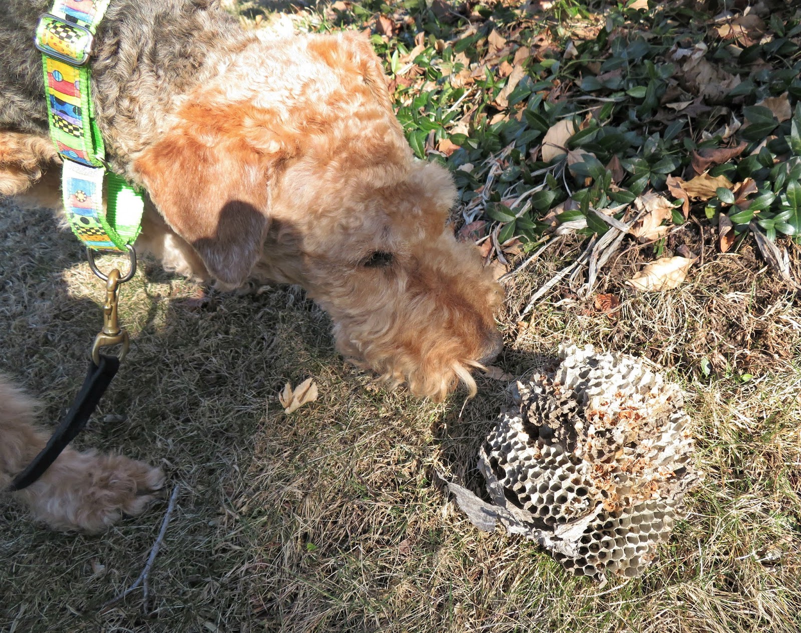 Molly the Airedale: Nature Friday