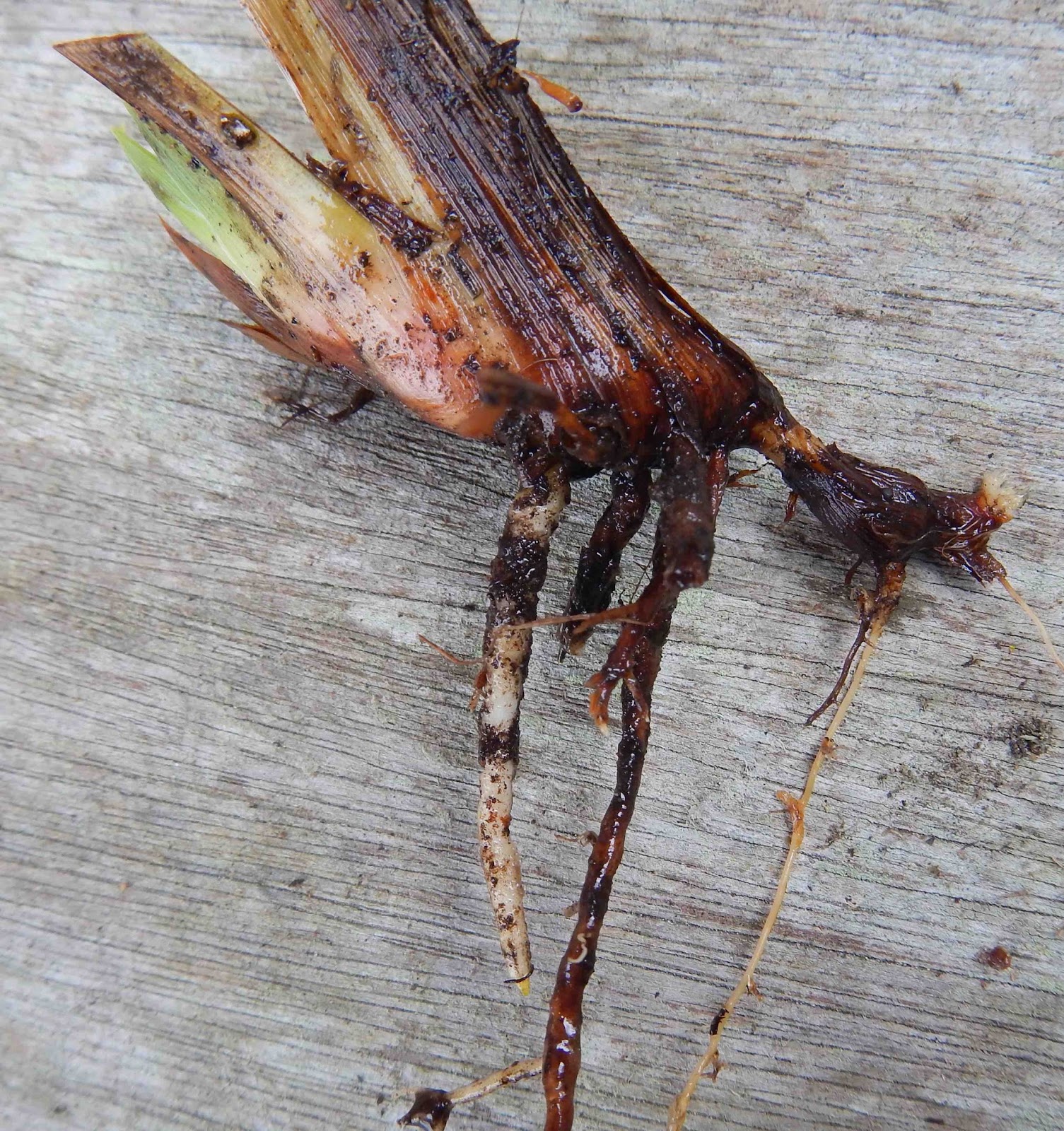 World of Irises: Check roots to know when to transplant Pacifica Iris