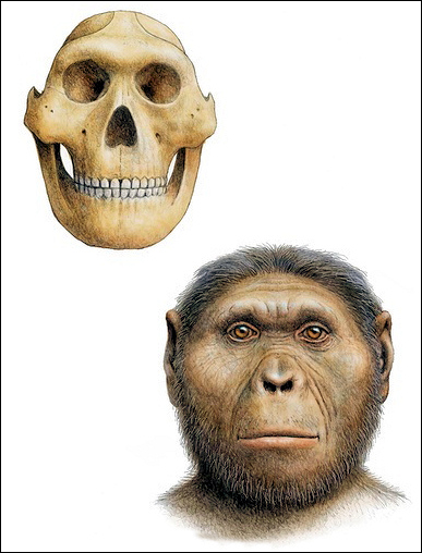 Escenarios prehistóricos: Paranthropus robustus
