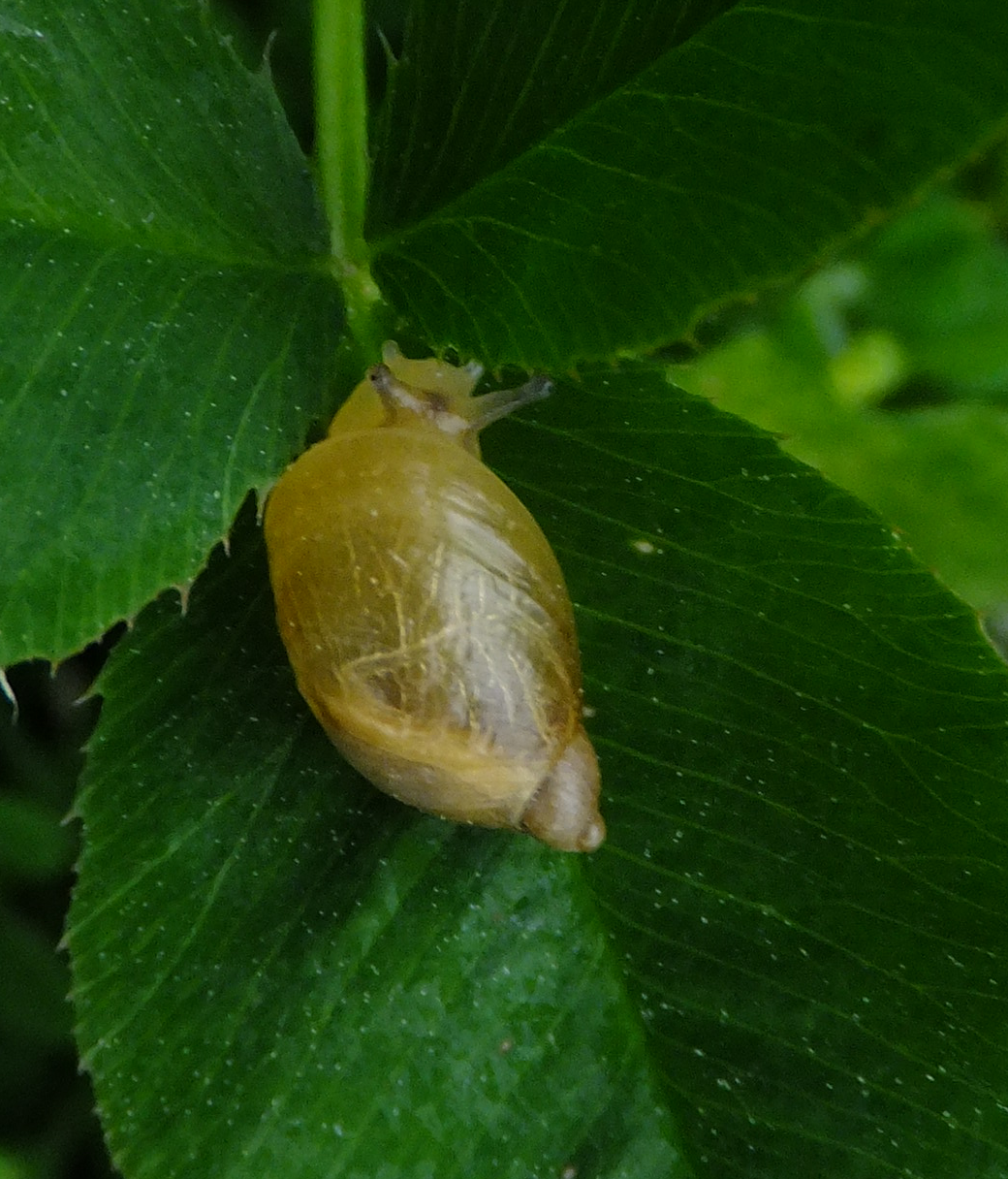 Roadside Field Notes: Amber Snails