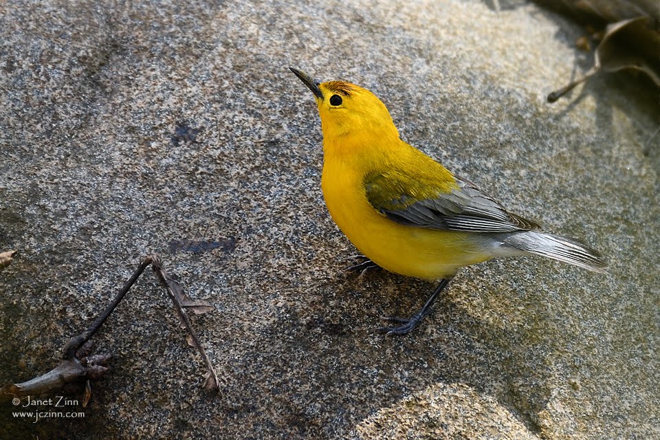 Prospect Park Bird Sightings & North Brooklyn Nature News: Fwd: pics ...