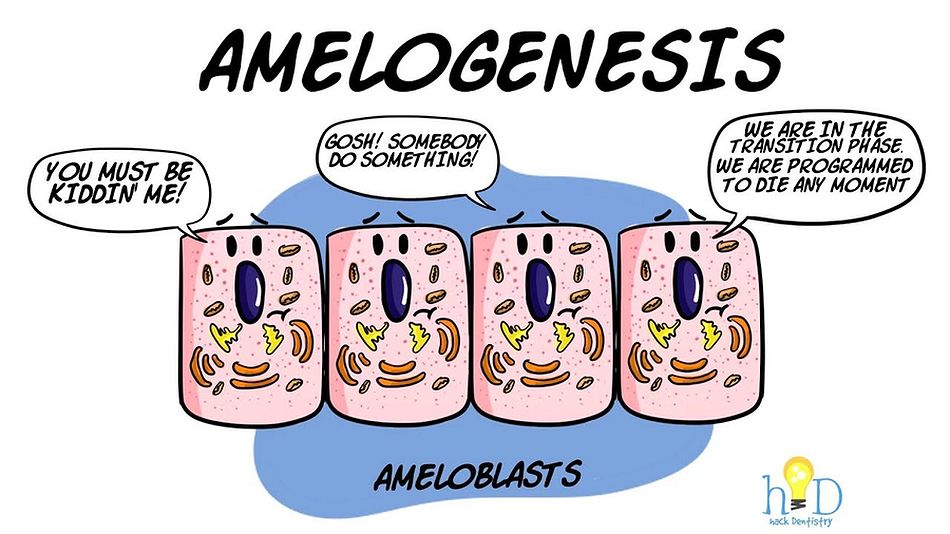 AMELOGENESIS: Stages of enamel formation - Odonto-Tv