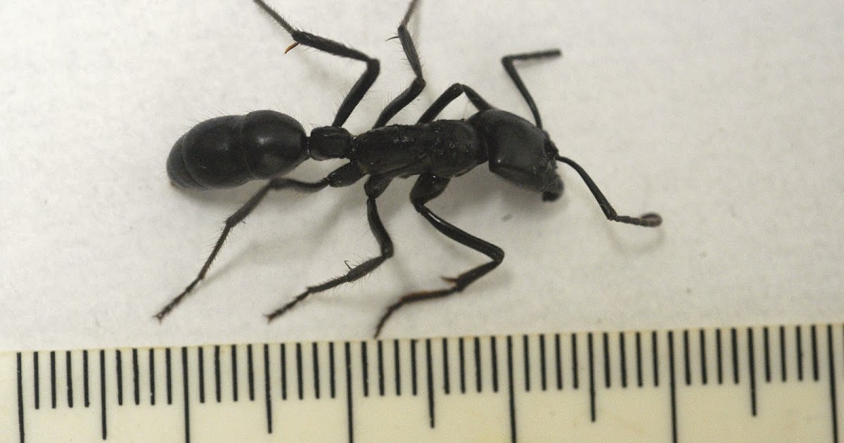 ESPÉCIES BIOLÓGICAS : Formiga tocandira (Dinoponera gigantea)