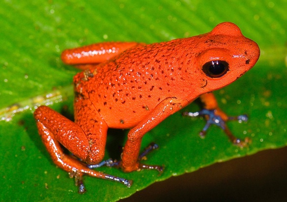 RohmanAlex Blog - Flora & Fauna Langka Yang Terancam Punah: Flora&Fauna