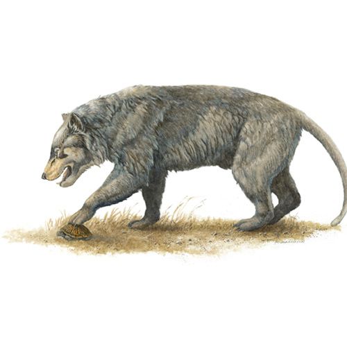 ischyrocyon - BilginCin