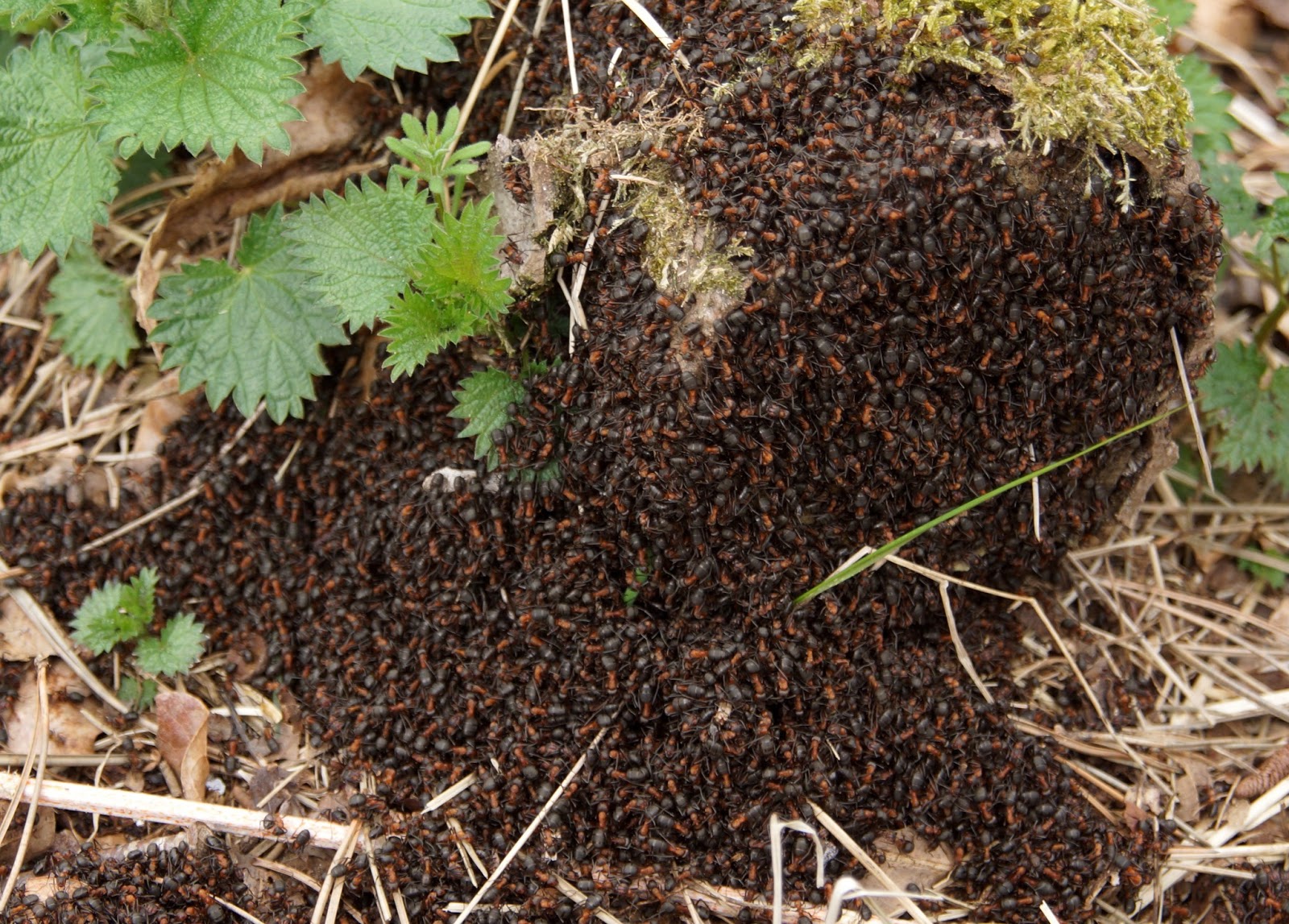 Henk Kruit, Fotografie: De tijd van het jaar...Rode Mieren parade....