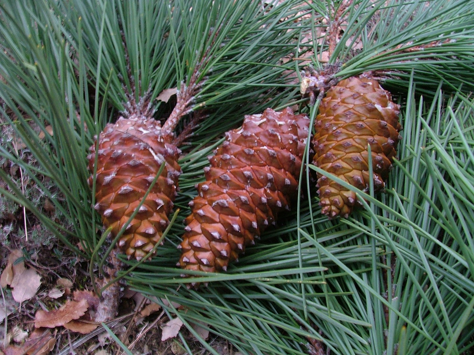CICLOS FORMATIVOS del IES "Villa de Santiago". Santiago de la Espada ...