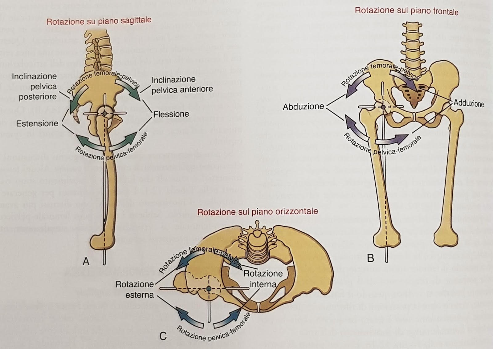 De Arte Gymnastica: L'ANCA: anatomia, biomeccanica e traumatologia