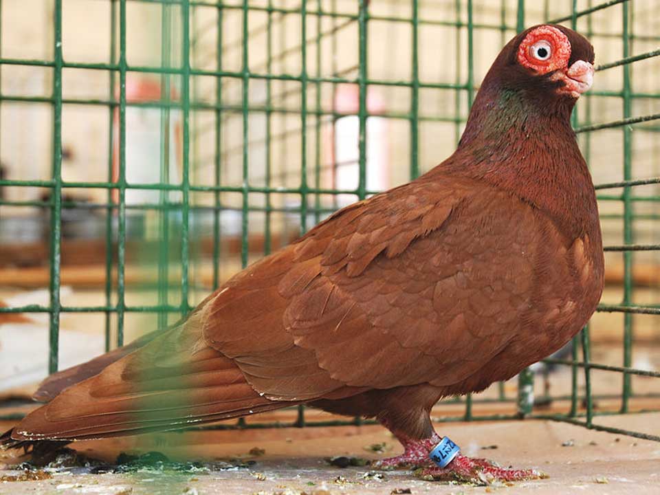 Beautiful Pictures of Tumbler Pigeons