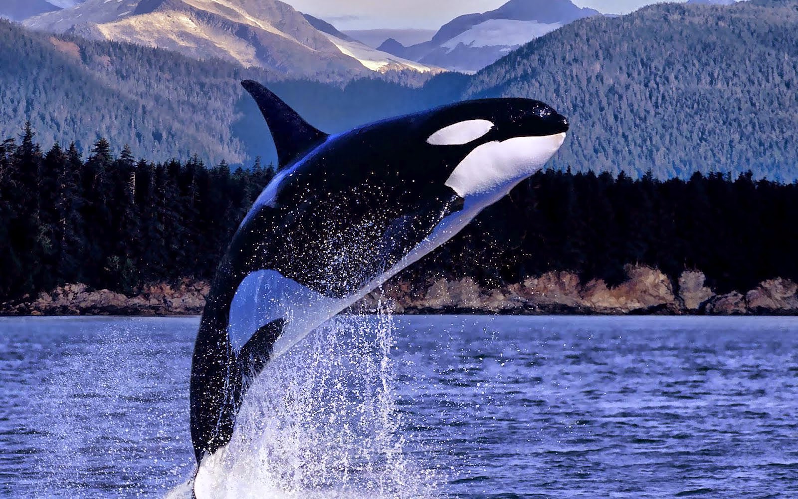 Orca - HD Wallpapers | Earth Blog