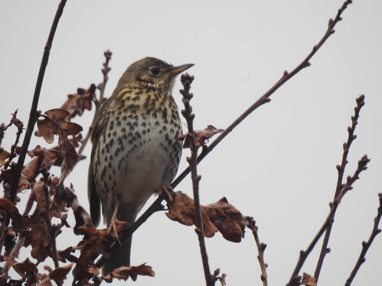 PASARI DIN ROMANIA: STURZ CANTATOR, Turdus philomelos