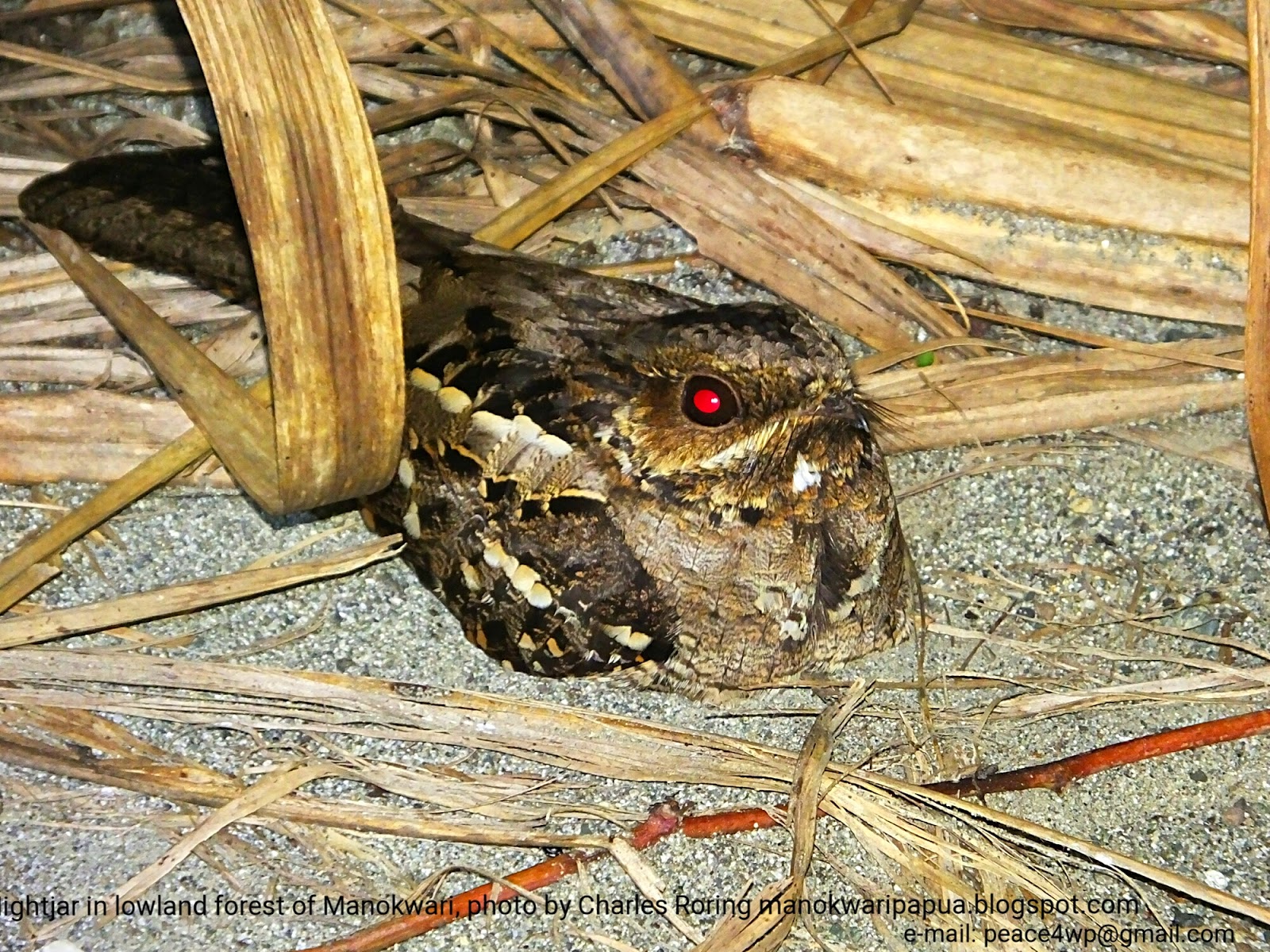 Birding and Wildlife Watching: Watching Nightjar in Lowland Forest of ...