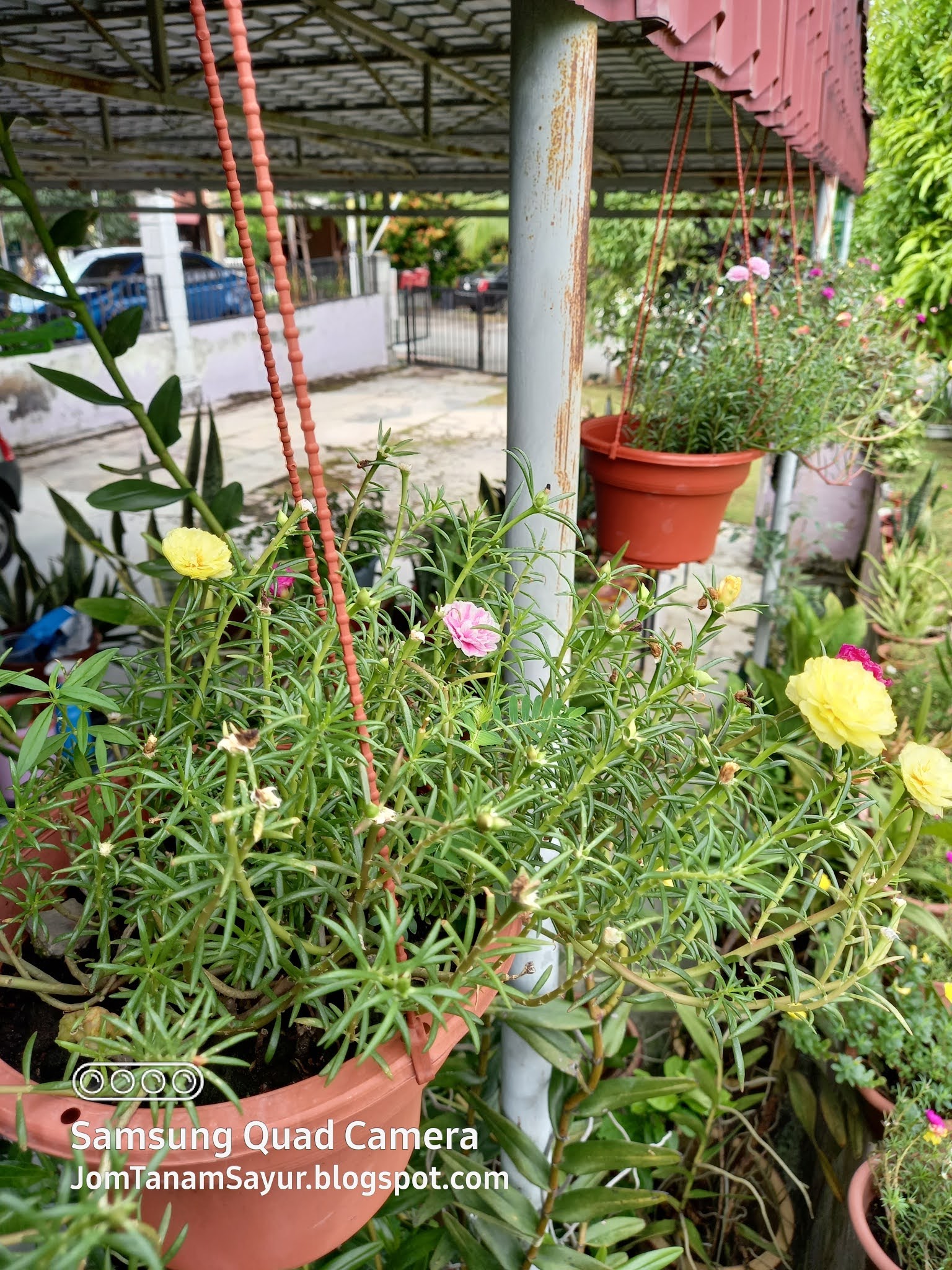 Jom Tanam Sayur ( JTS ) : Pokok Bunga Ros Jepun | Moss Rose PlantsJom ...